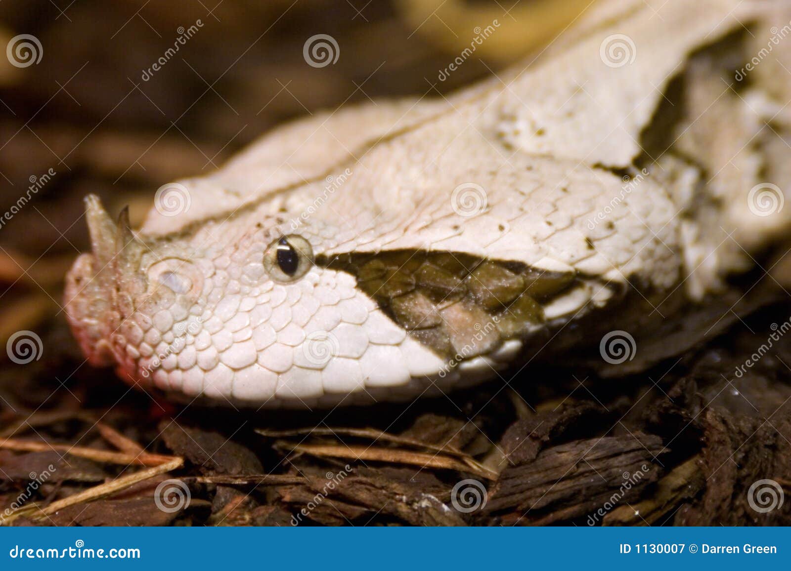 Gabun-Viper, Bitis Gabonica Stockbild - Bild von getarnt ...