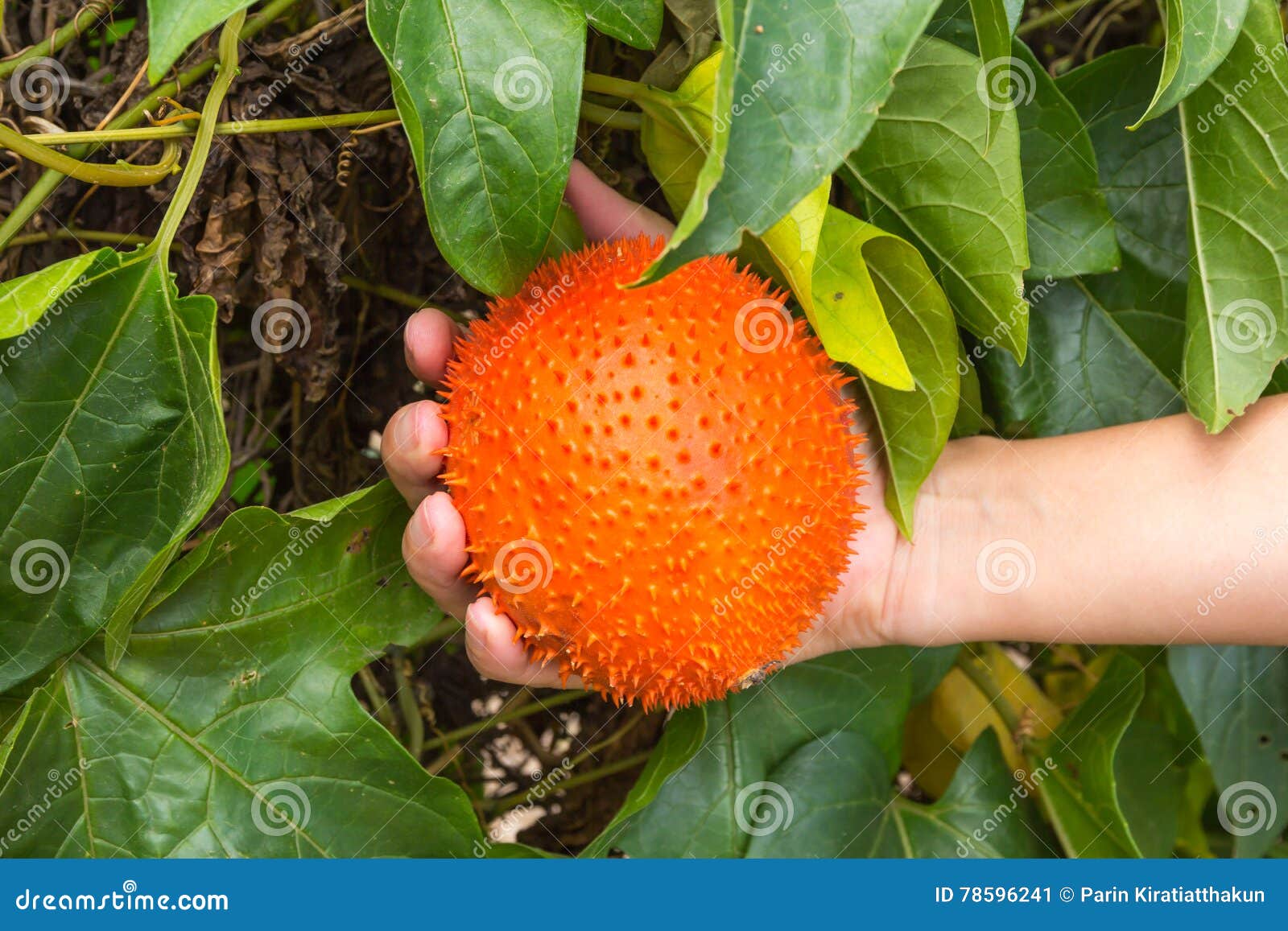 882 Momordica Cochinchinensis Stock Photos - Free & Royalty-Free Stock ...