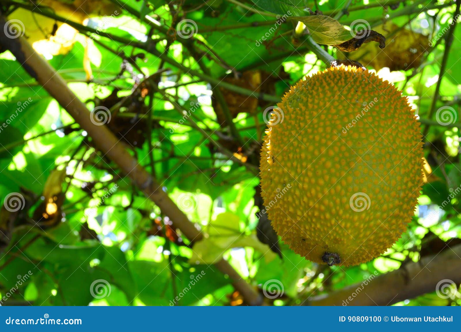 Gac Fruit Hanging on the Tree Stock Photo - Image of nutrition ...