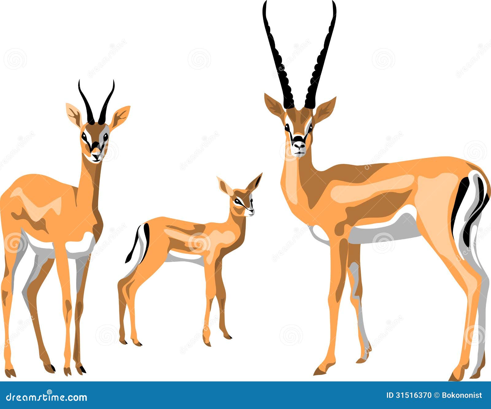 Gacela ilustración del vector. Ilustración de presa, horned - 31516370