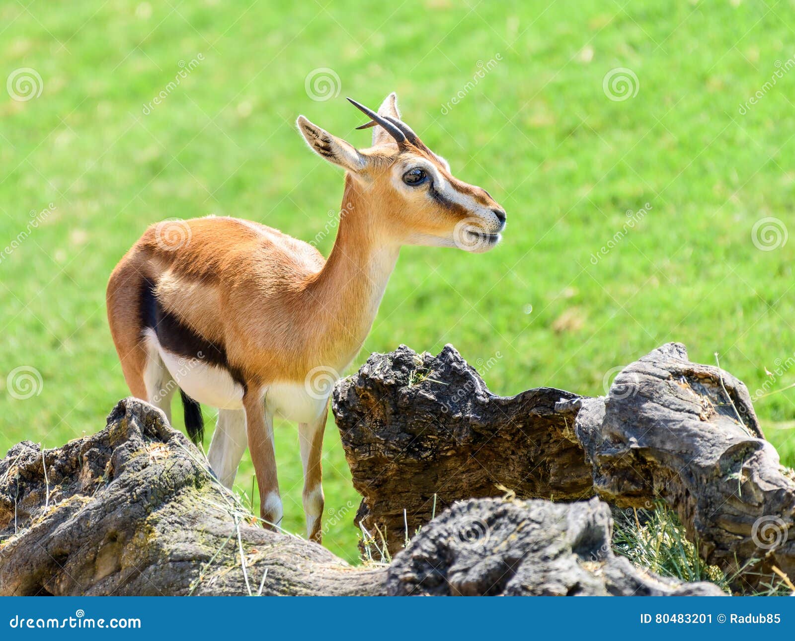 Gacela Del ` S De THOMSON Del Africano Imagen de archivo - Imagen de ...