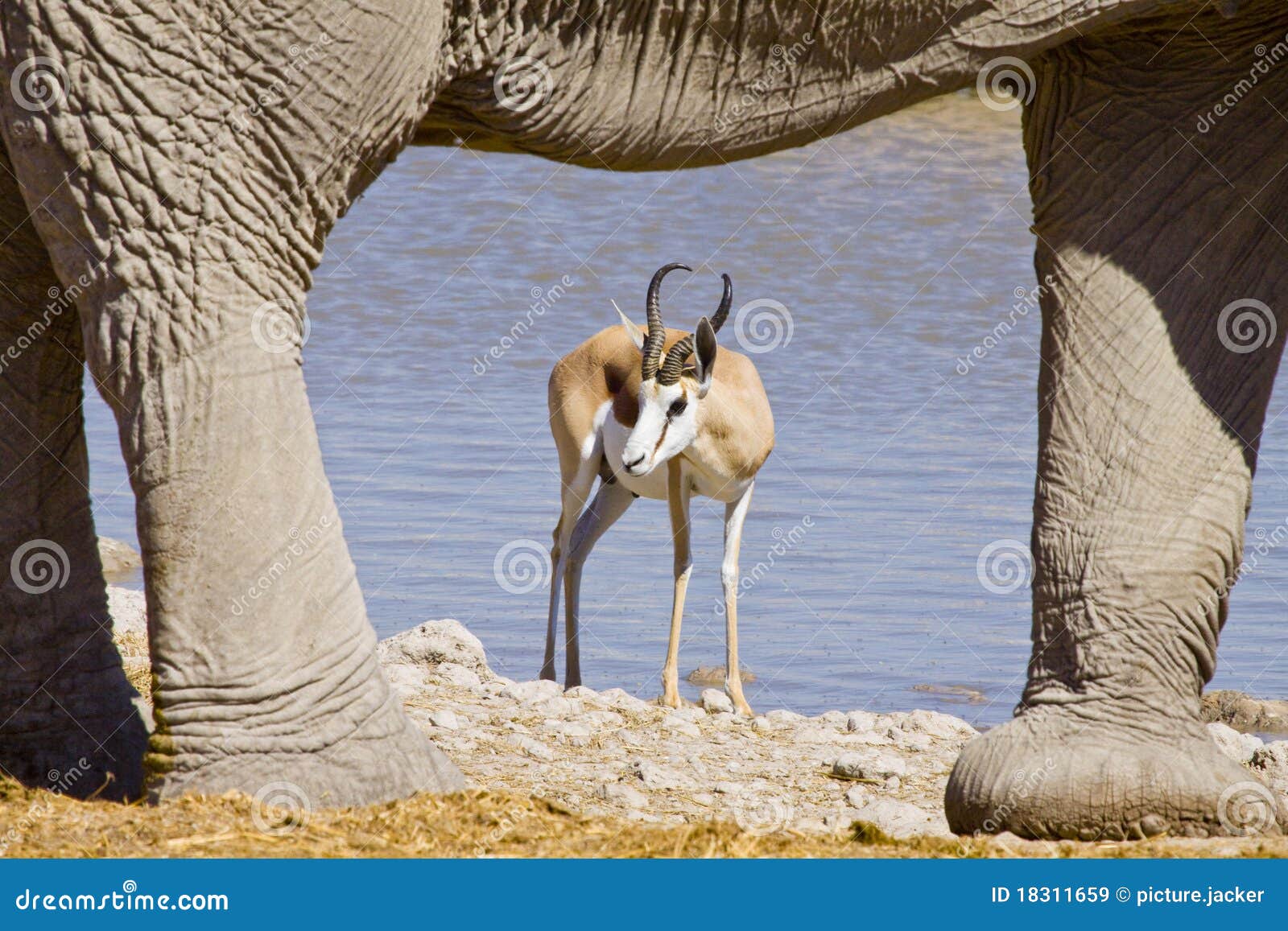 Gacela y elefante imagen de archivo. Imagen de color - 18311659
