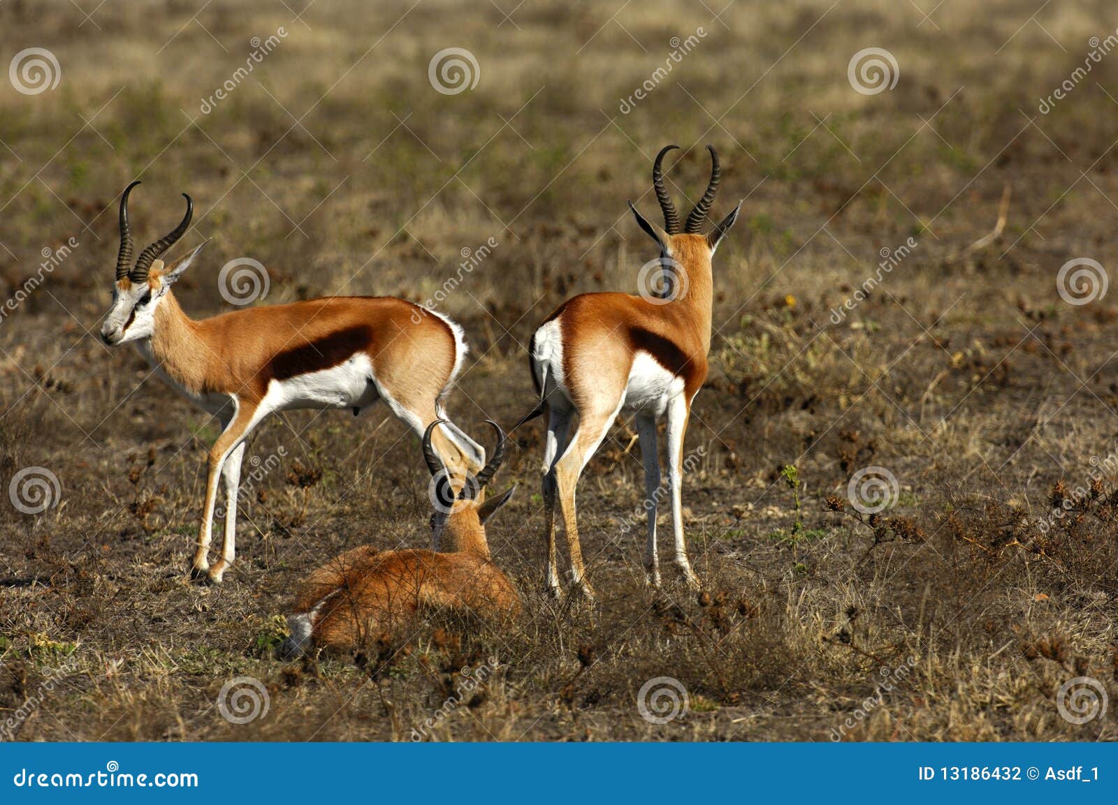 Gacelas foto de archivo. Imagen de pradera, imagen, parques - 13186432
