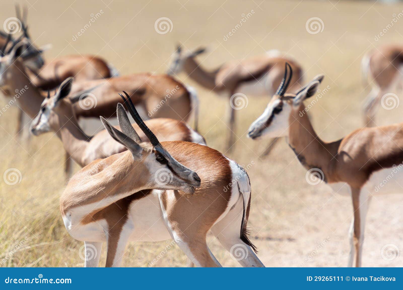 Gacelas imagen de archivo. Imagen de piel, cierre, broca - 29265111