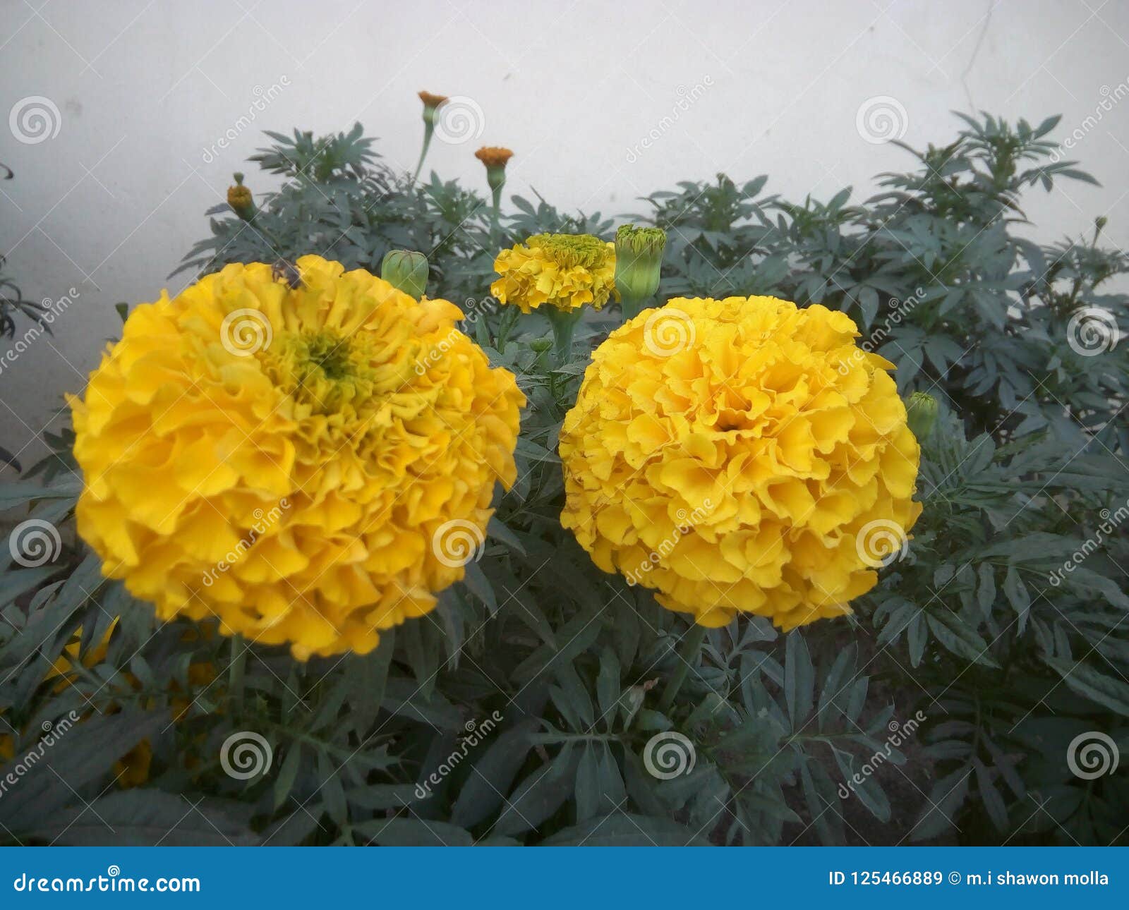A gada flower stock image. Image of molla, shawon, flower - 125466889