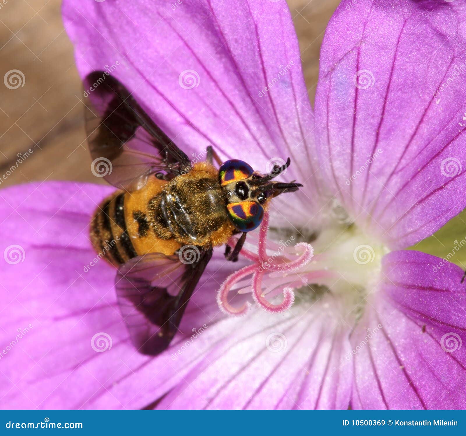 The gadfly stock image. Image of flora, flower, close - 10500369