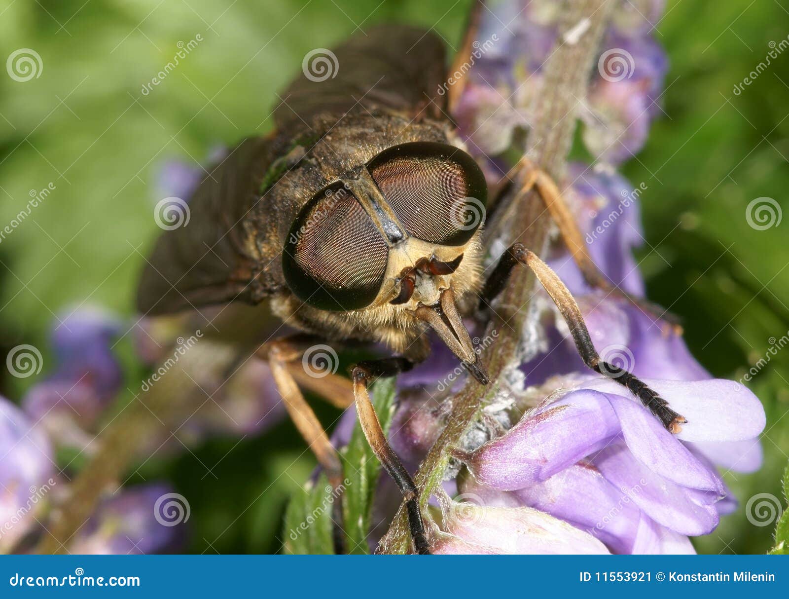 The Gadfly Stock Image - Image: 11553921