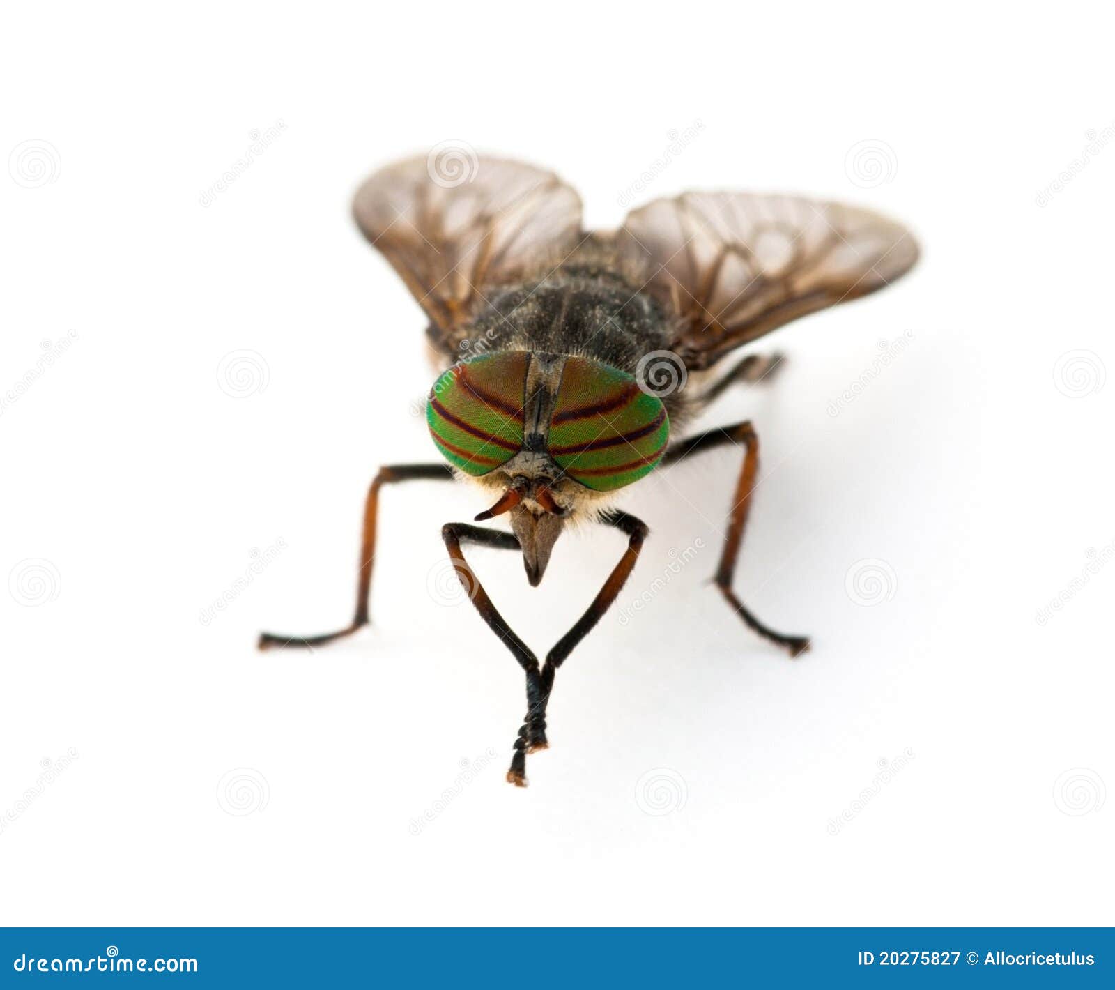 Gadfly stock image. Image of bloodsucking, horse, bite - 20275827