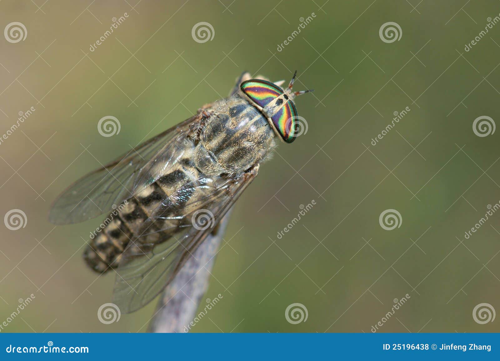 Gadfly stock photo. Image of gadflys, oestrus, nature - 25196438