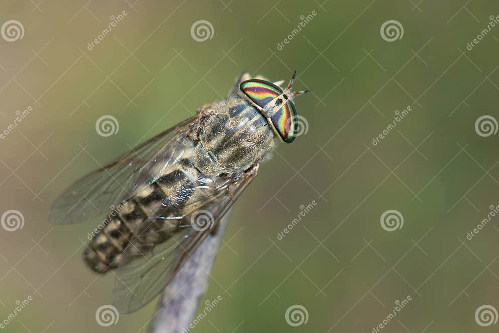 Gadfly stock photo. Image of gadflys, oestrus, nature - 25196438