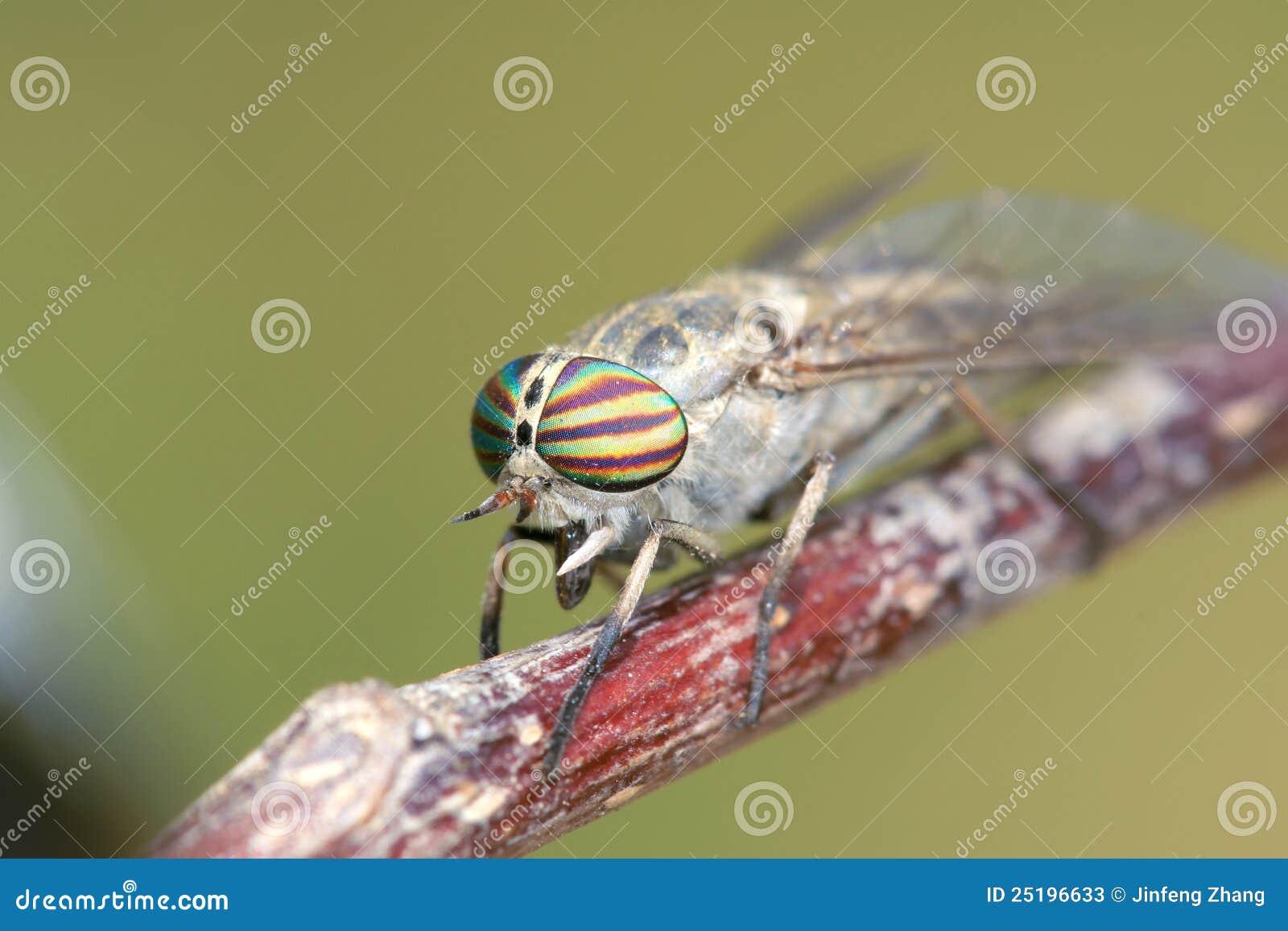Gadfly stock image. Image of animals, nature, bugs, insects - 25196633