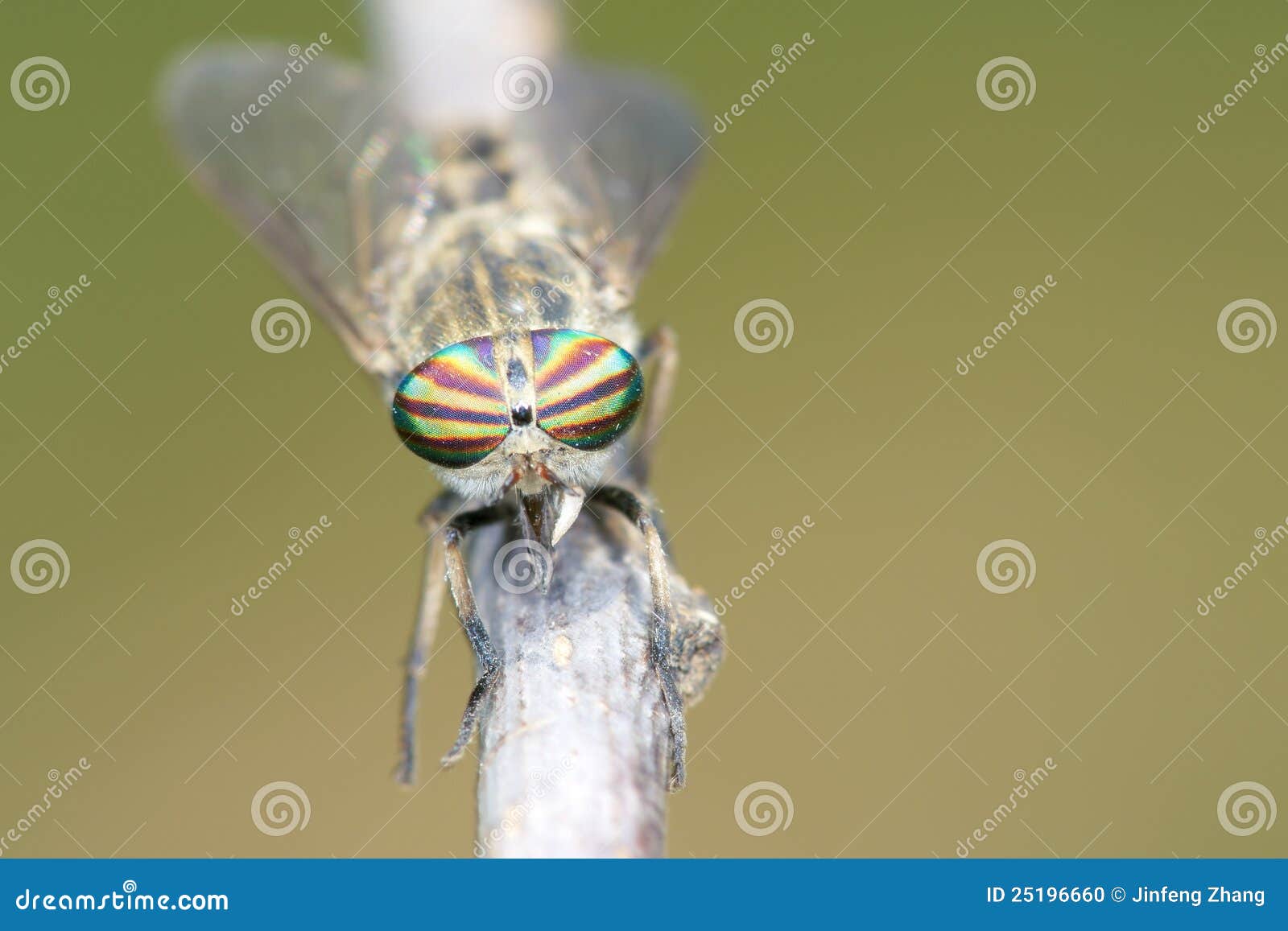 Gadfly stock photo. Image of wildlife, insects, bugs - 25196660