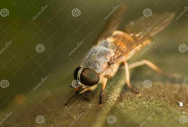 Gadfly stock photo. Image of wings, insect, flight, head - 26134392