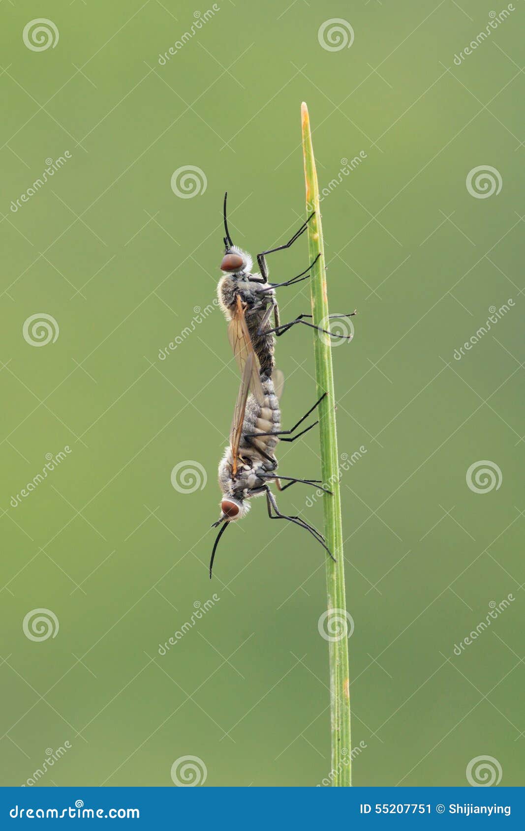 Gadfly imagen de archivo. Imagen de animal, bicho, vida - 55207751