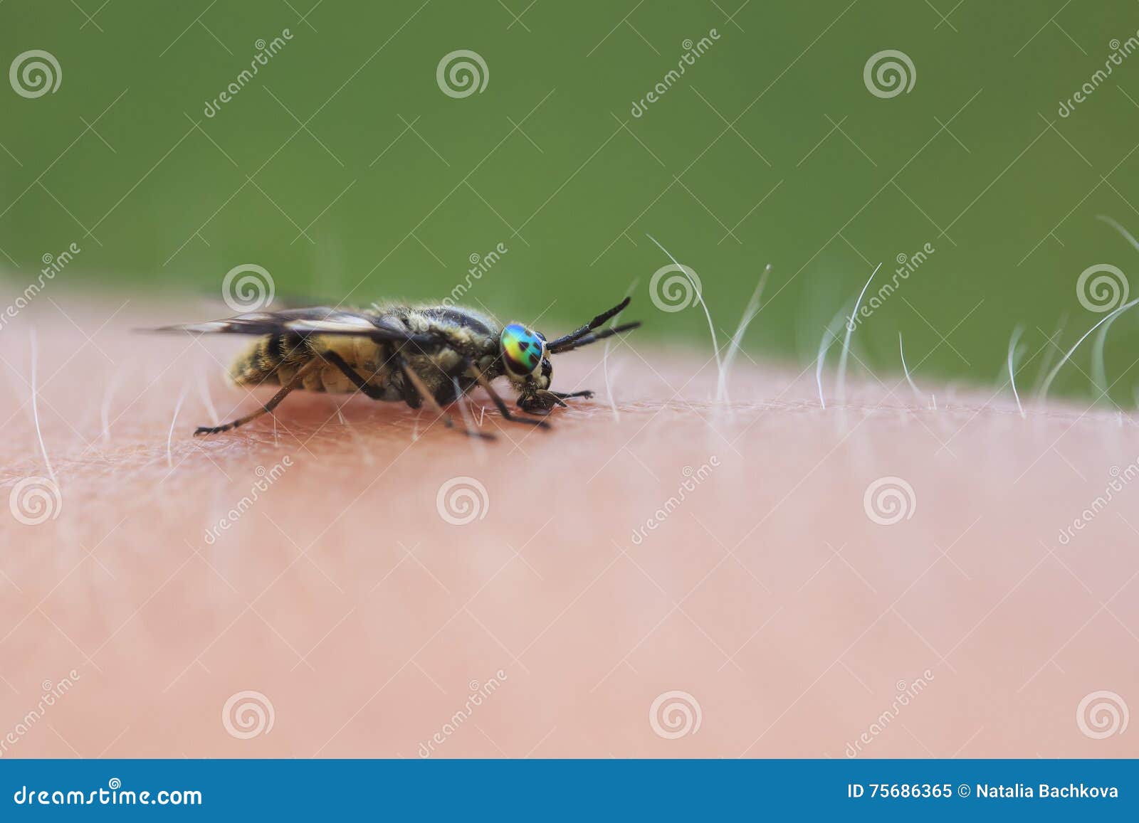 Gadfly With Big Eyes Sitting On His Hand And Drinks The Blood Stock ...