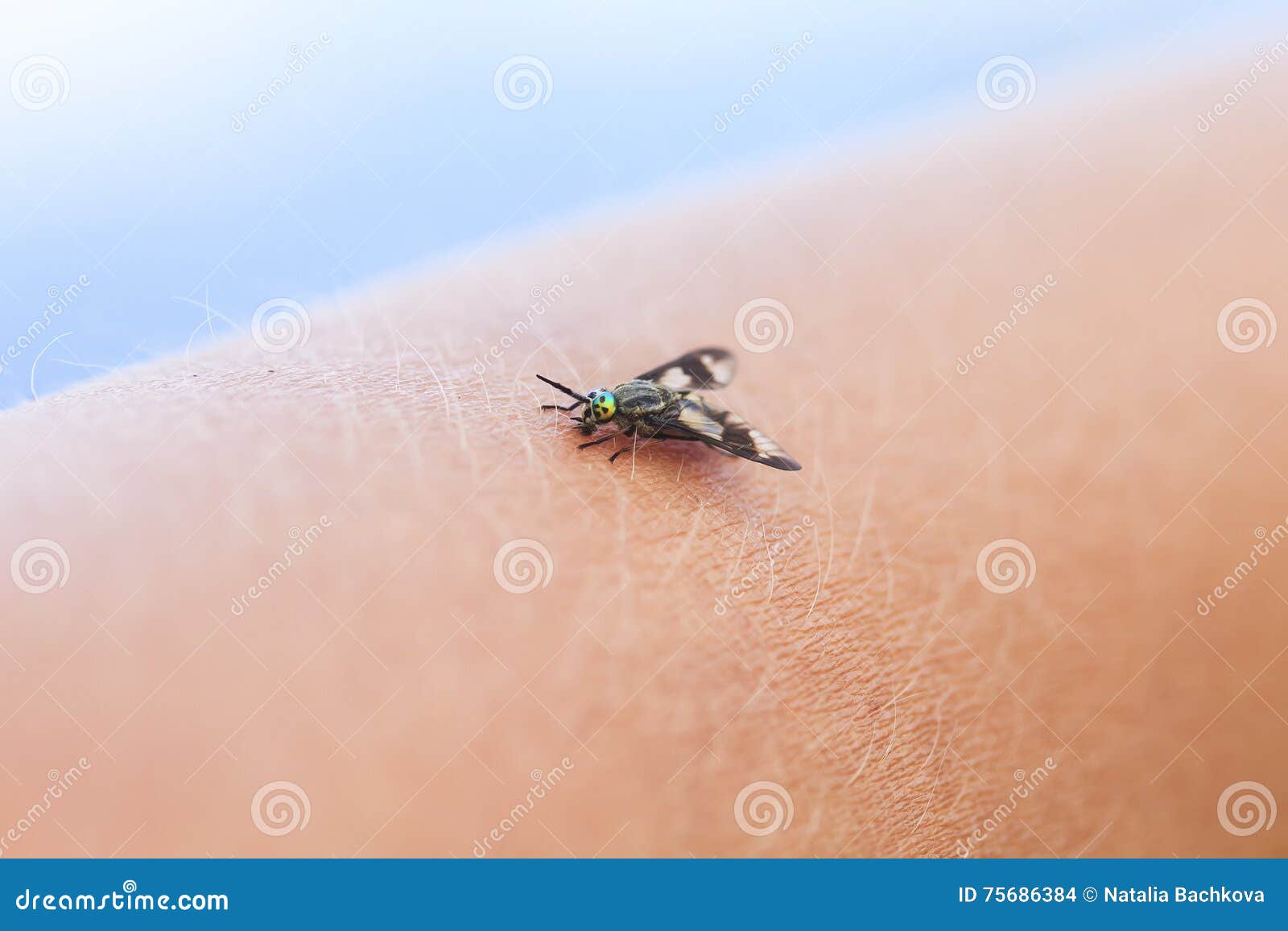 Gadfly With Big Eyes Sitting On His Hand And Drinks The Blood Stock ...