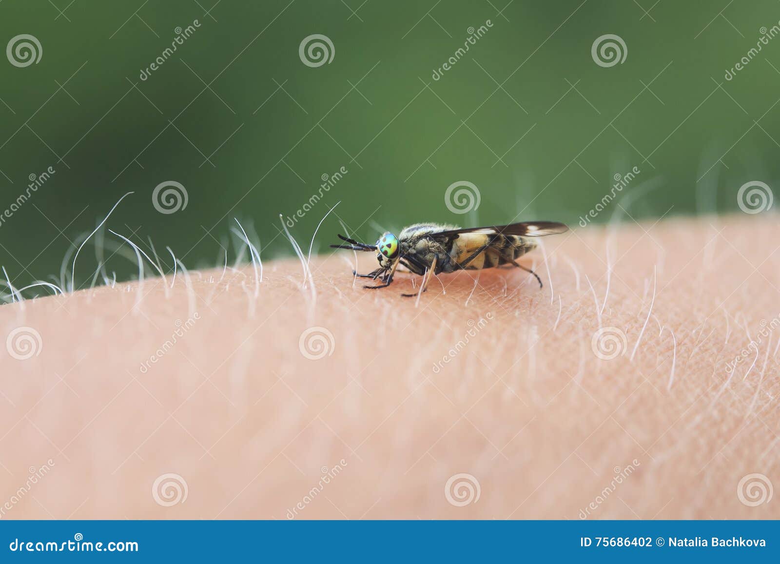 Gadfly with Big Eyes Sitting on His Hand and Drinks the Blood Stock ...