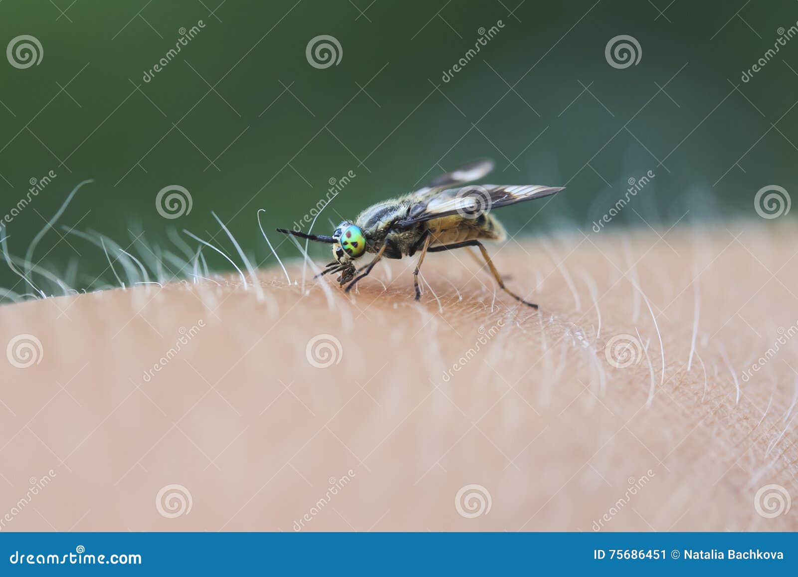 Gadfly with Big Eyes Sitting on His Hand and Drinks the Blood Stock ...