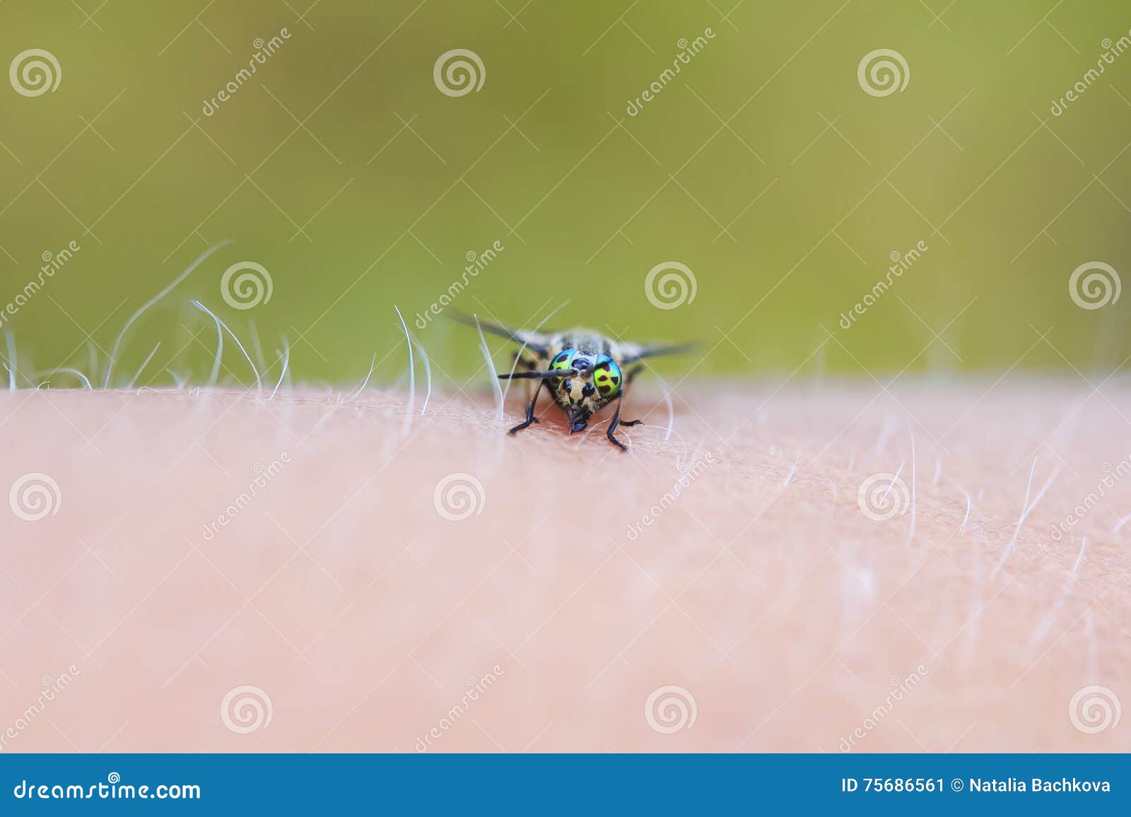Gadfly with Big Eyes Sitting on His Hand and Drinks the Blood Stock ...
