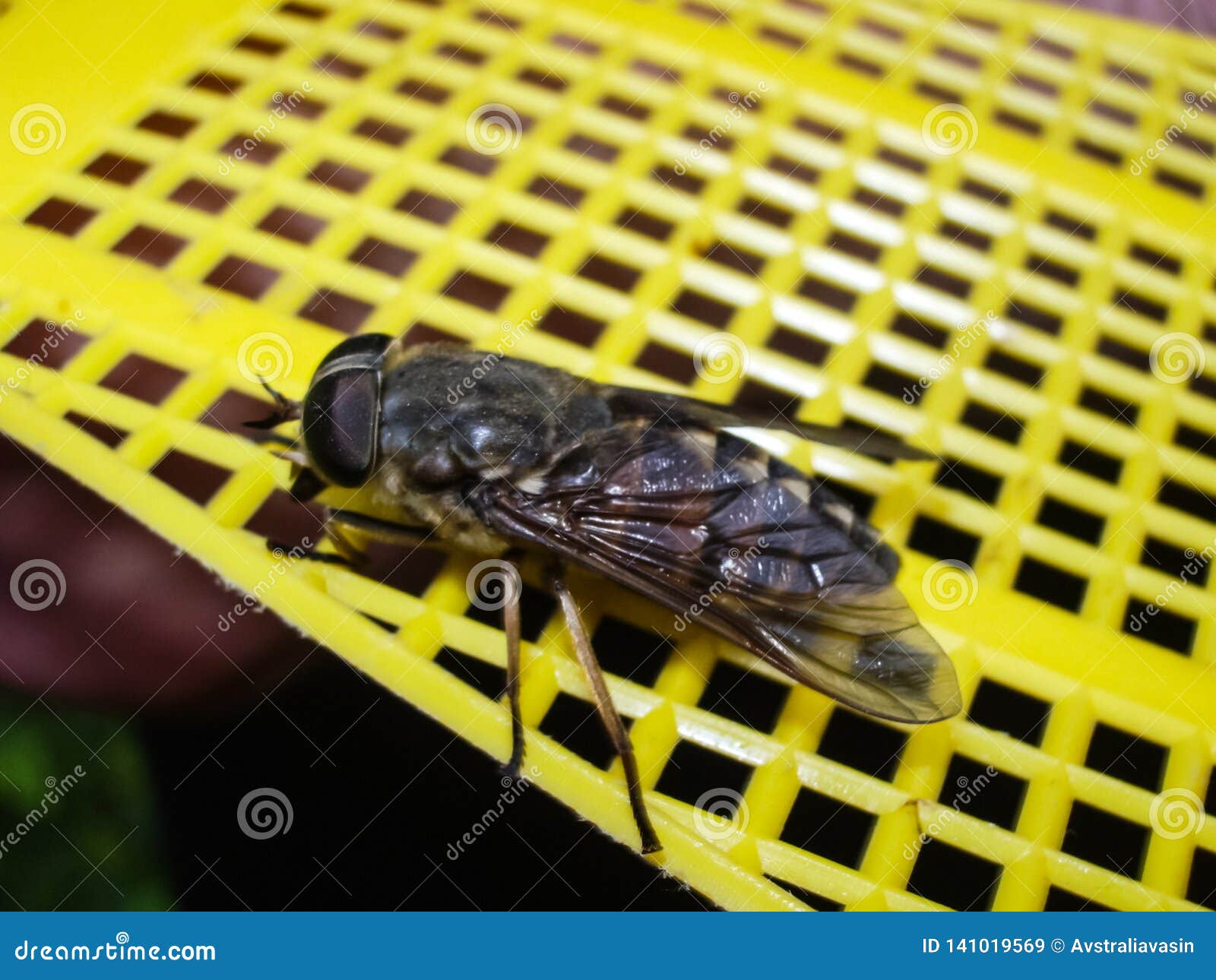 Gadfly, Bloodsucking Insect Horsefly Stock Image - Image of green ...
