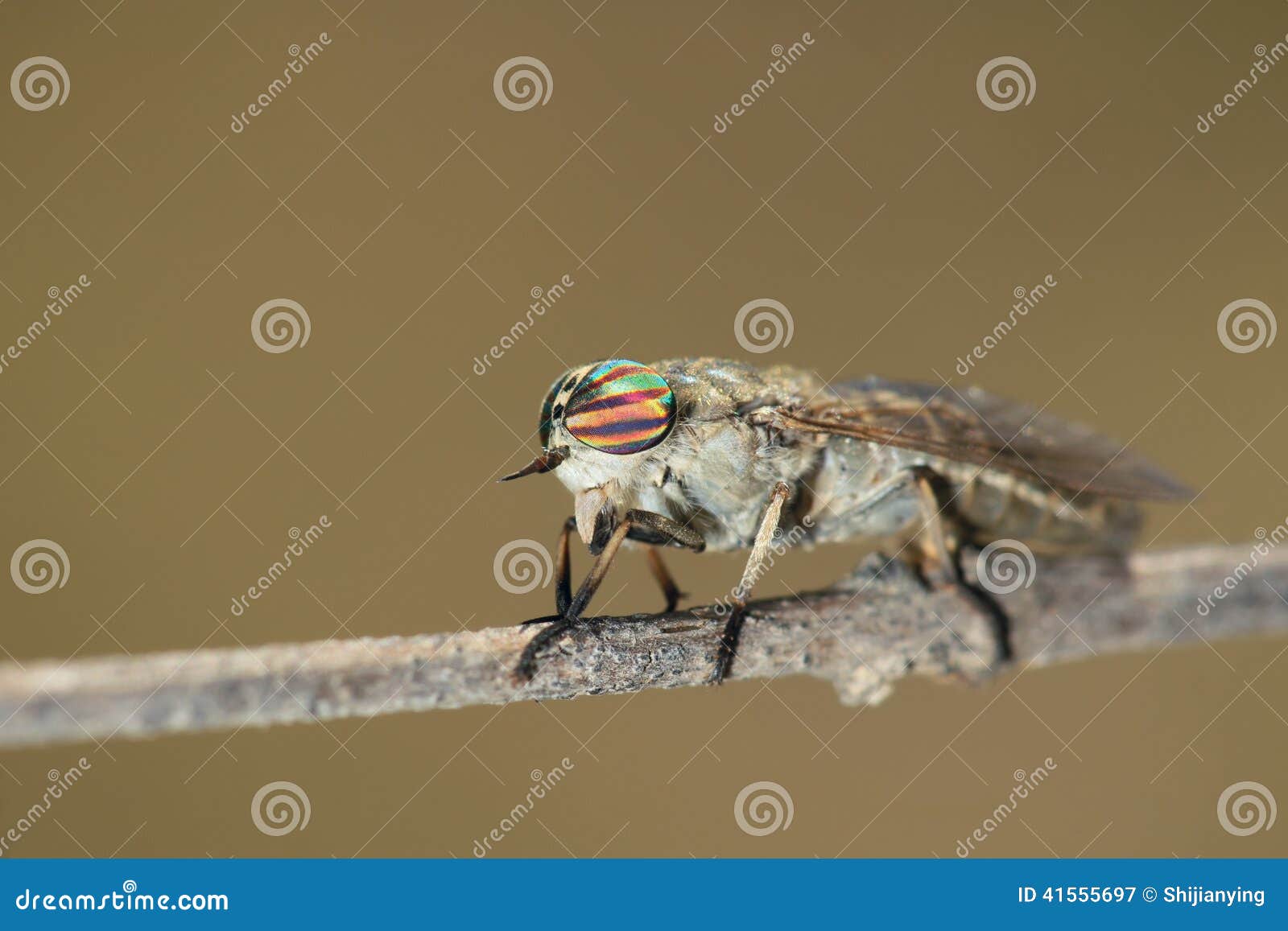 Gadfly, Tabanus Bovinus On The Human Skin Royalty-Free Stock Image ...