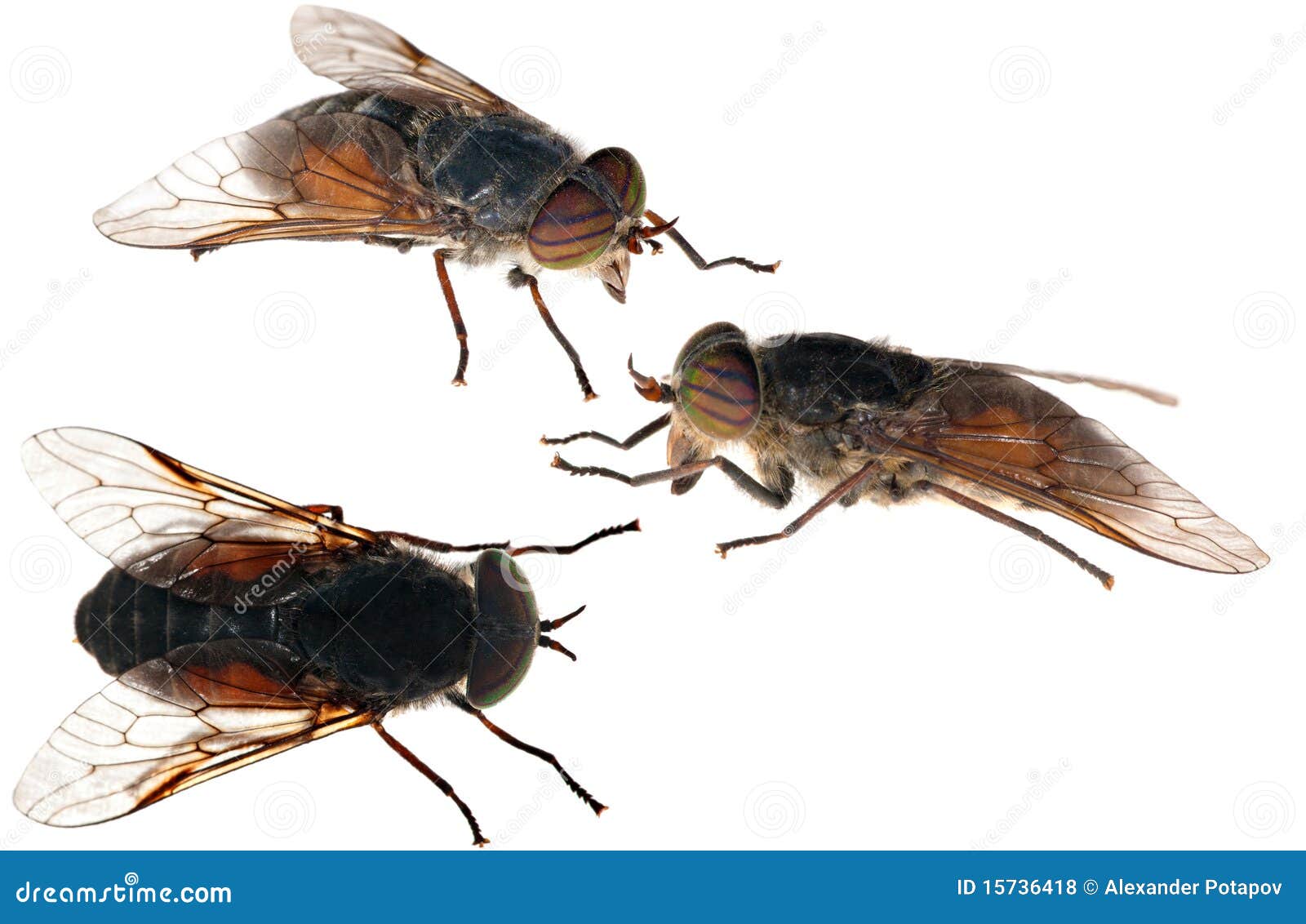 Gadfly collection on white stock photo. Image of pest - 15736418