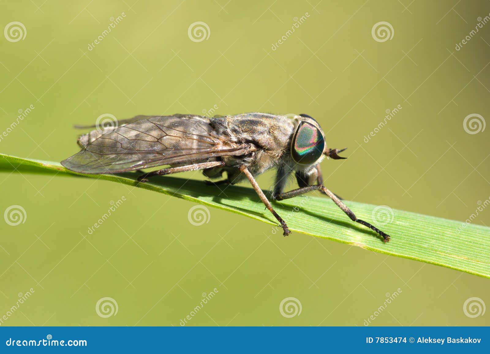 Gadfly on dandelion stock photo. Image of closeup, hair - 7853474