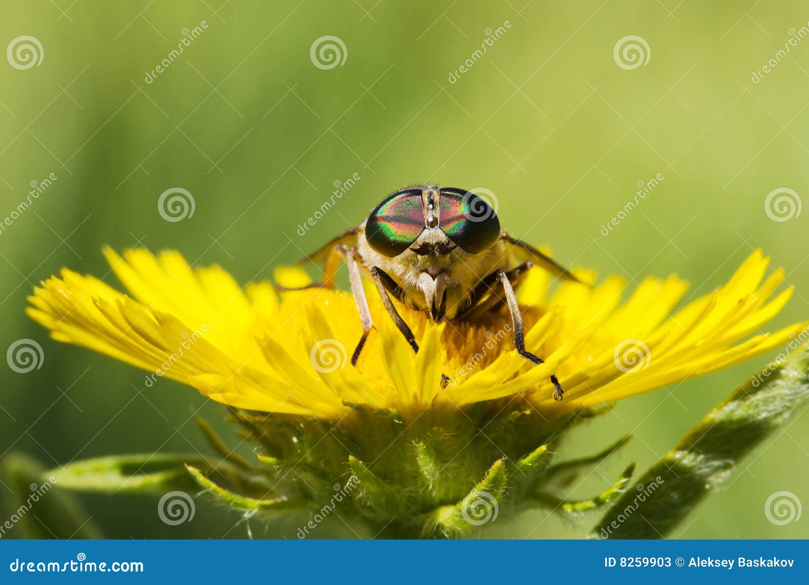 Gadfly on dandelion stock image. Image of macro, front - 8259903