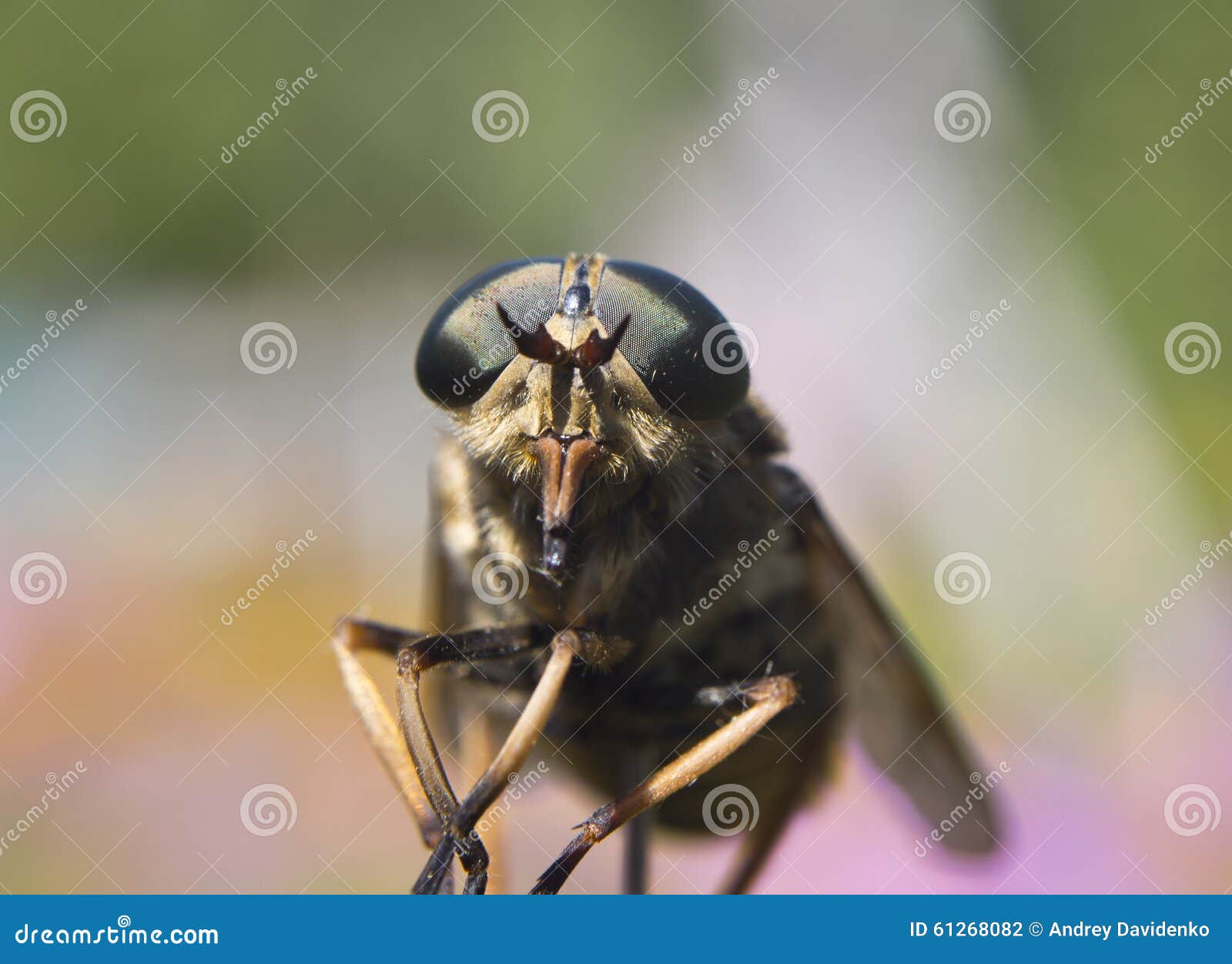 Gadfly - dangerous insect stock photo. Image of insect - 61268082