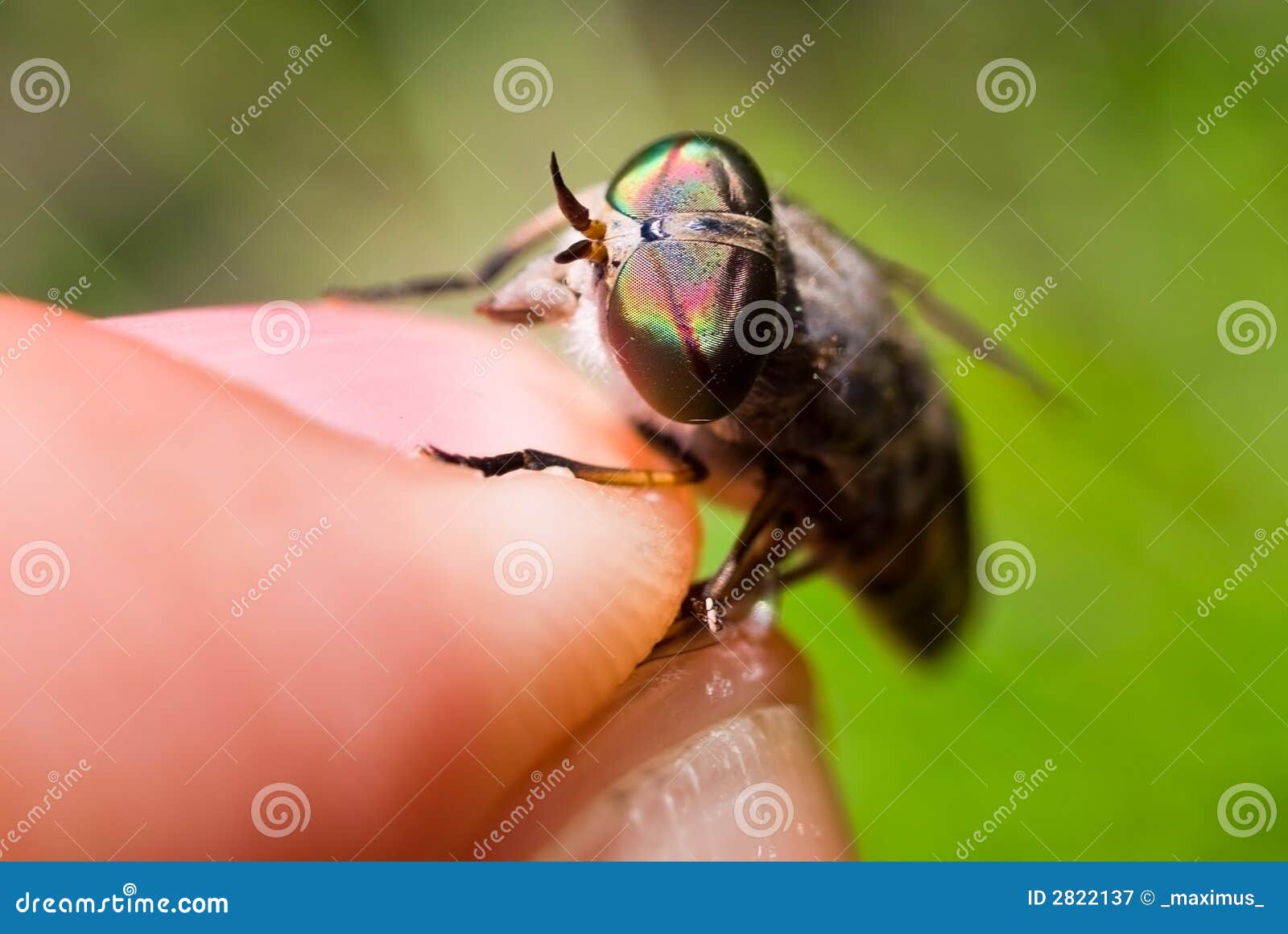 Gadfly eyes stock image. Image of wild, insect, gadfly - 2822137