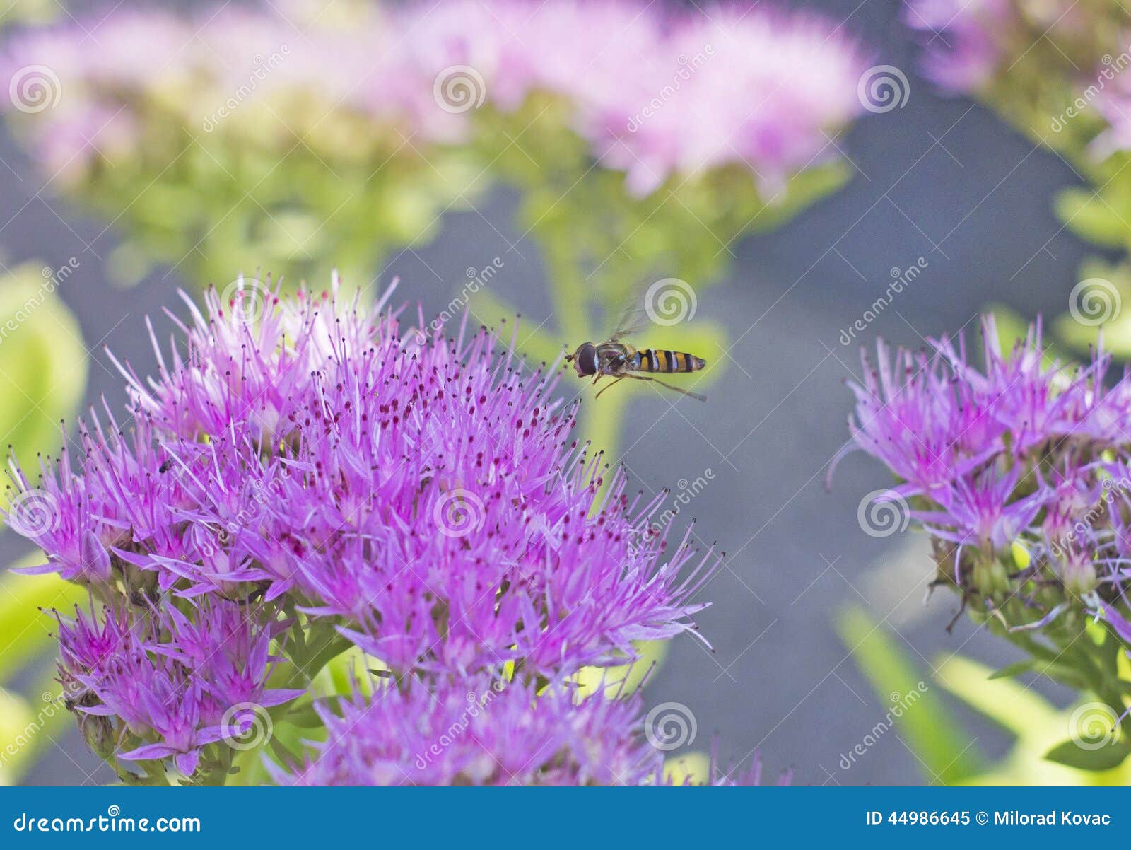 Gadfly Flying Over Pink Flower Stock Image - Image of studio, wing ...