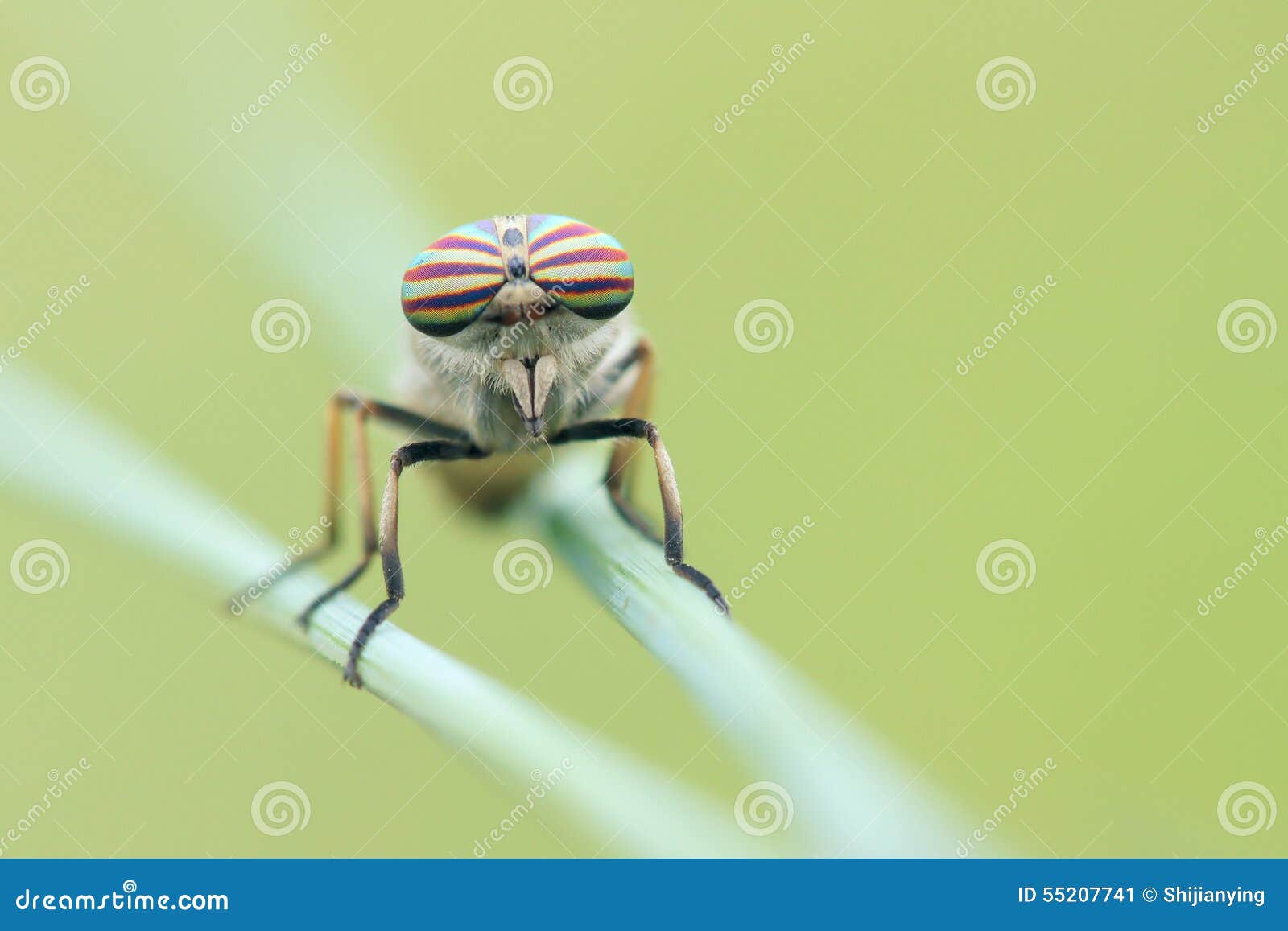 Gadfly stock image. Image of compound, tabanus, ommateum - 55207741