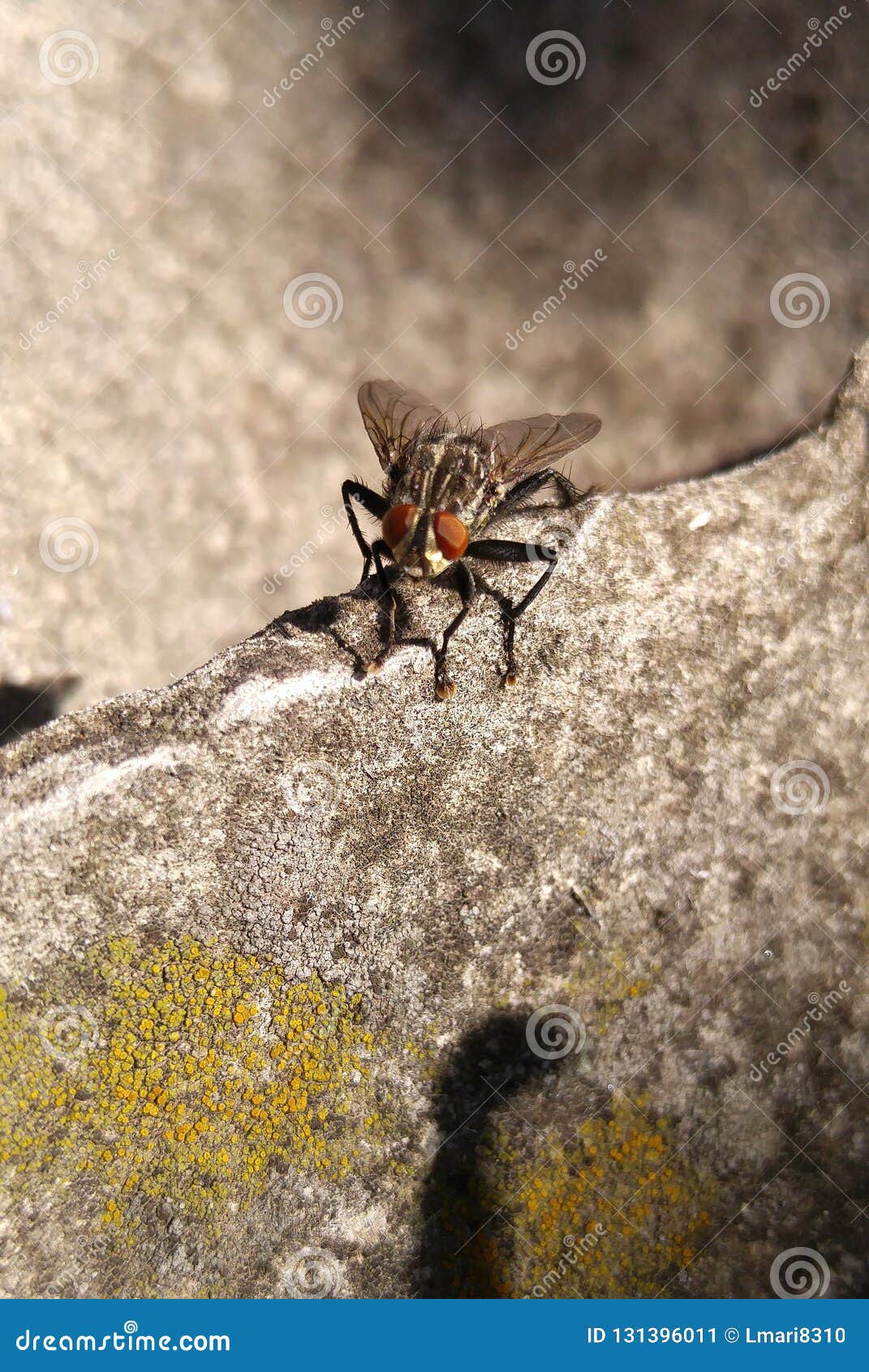 Gadfly stock image. Image of evil, garden, flying, bite - 131396011