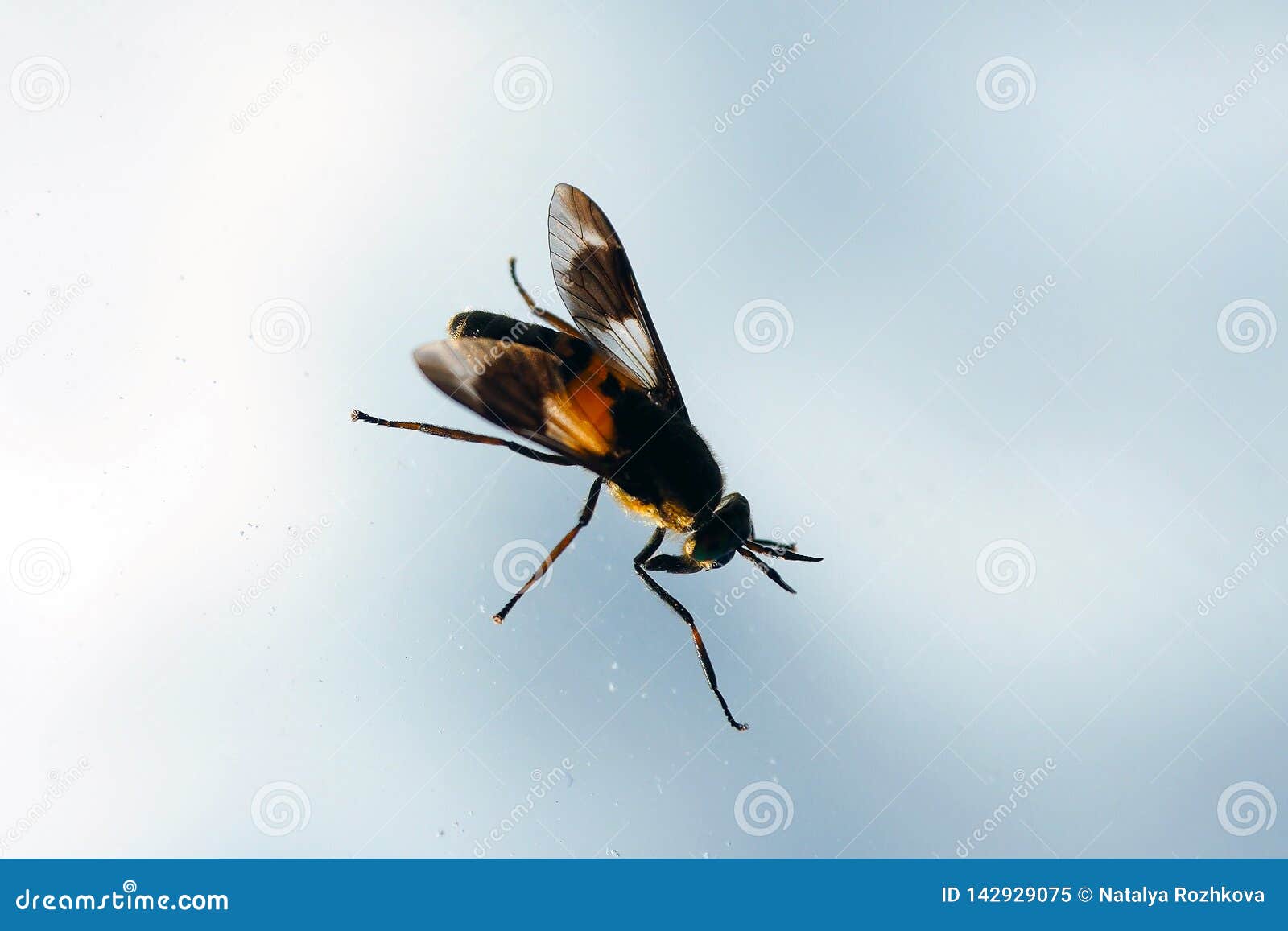 The gadfly on the glass stock image. Image of creature - 142929075