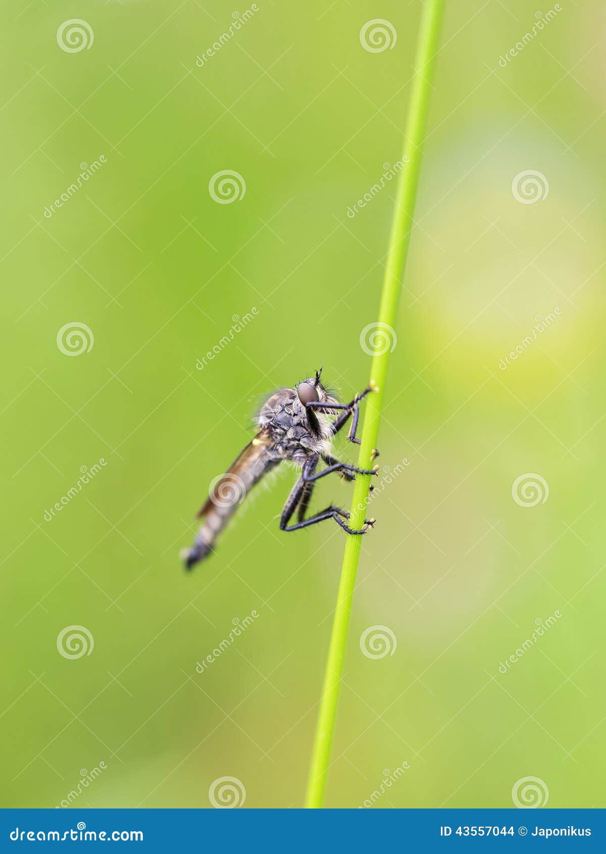 Gadfly on grass stock photo. Image of mouth, animals - 43557044