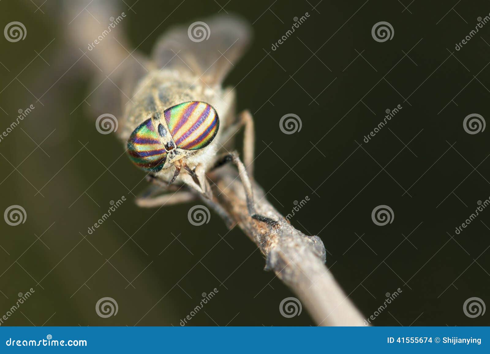 Gadfly stock photo. Image of insect, animal, closeup - 41555674