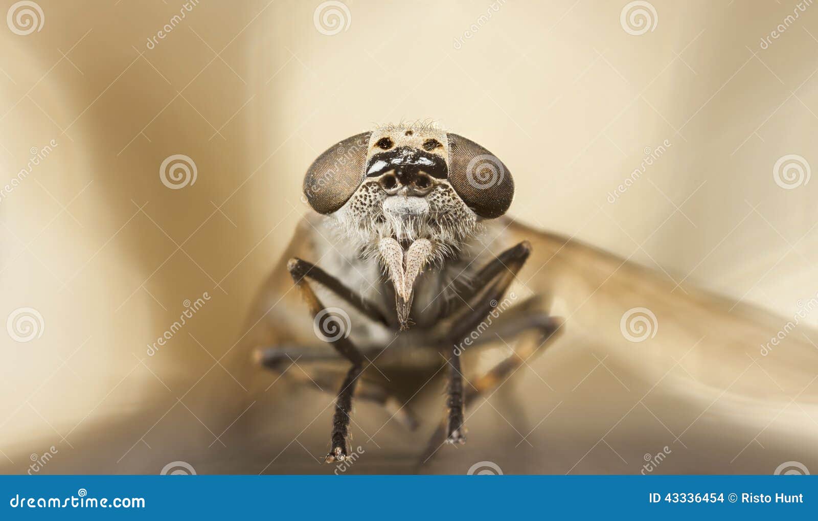 Gadfly or Horse-fly Portrait Stock Photo - Image of fauna, macro: 43336454