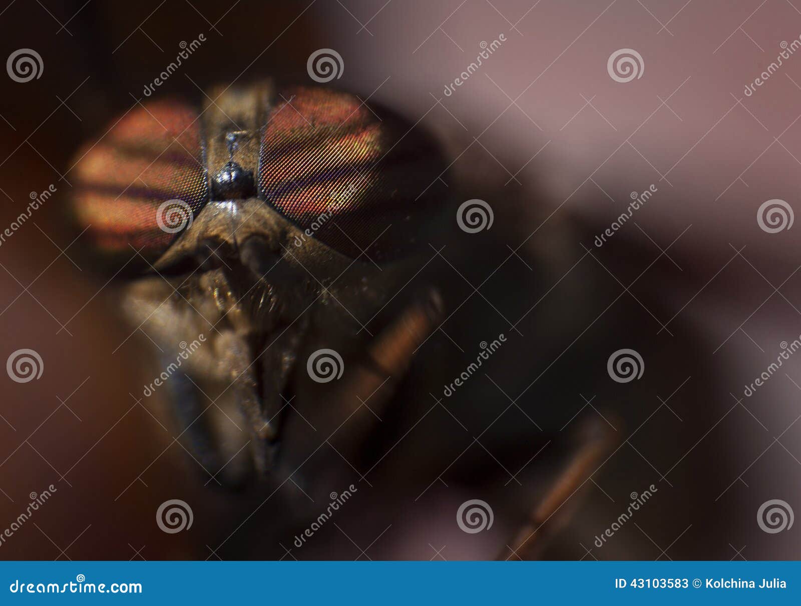 Gadfly stock image. Image of dangerous, large, paws, background - 43103583