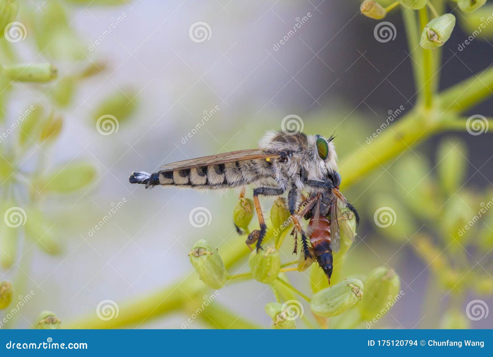 The gadfly and its prey stock photo. Image of skills - 175120794