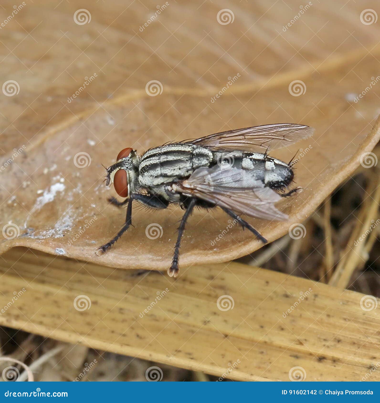 Gadfly stock photo. Image of nature, pattern, leaves - 91602142