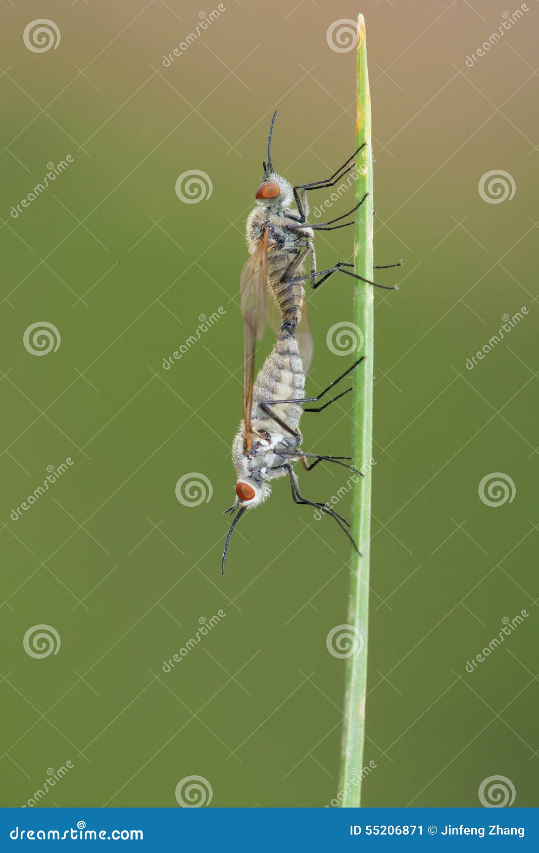 Gadfly stock image. Image of mating, horsefly, coition - 55206871