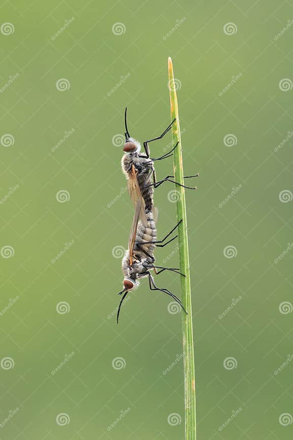 Gadfly stock image. Image of life, bugs, animal, pair - 55207751