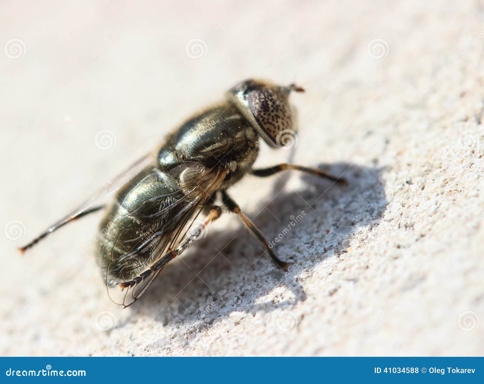 Gadfly stock photo. Image of macro, entomology, gadfly - 41034588