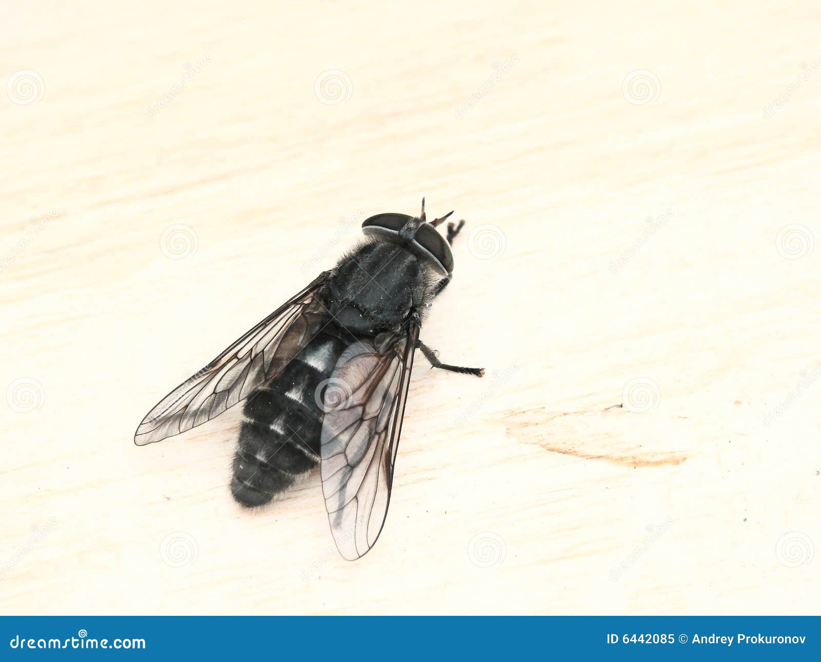 Gadfly Stock Photo | CartoonDealer.com #26134392