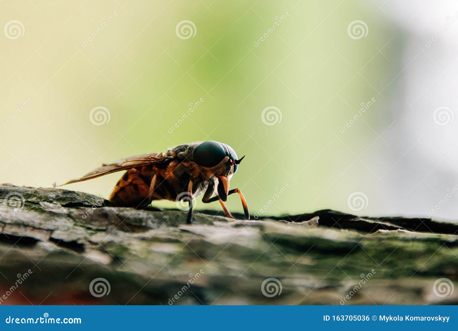 Gadfly on tree bark stock photo. Image of insects, fauna - 163705036