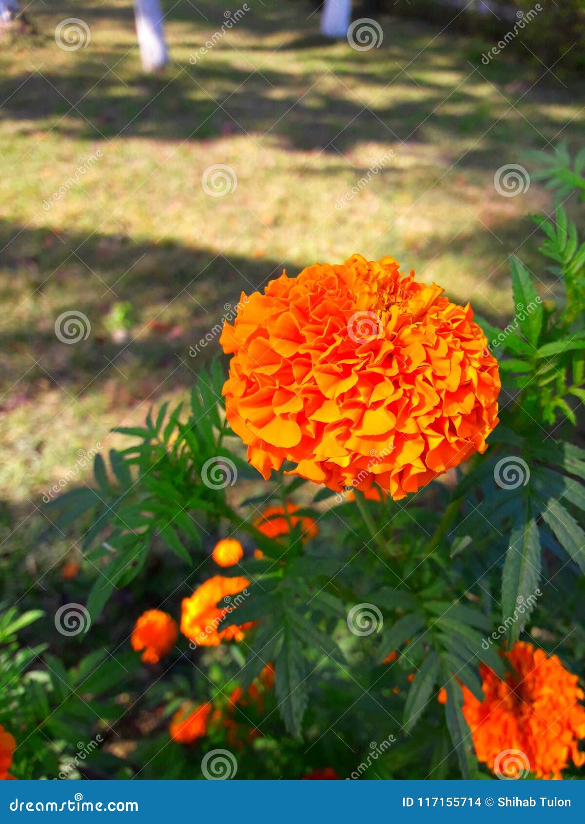 Gadha Photos - Free & Royalty-Free Stock Photos from Dreamstime