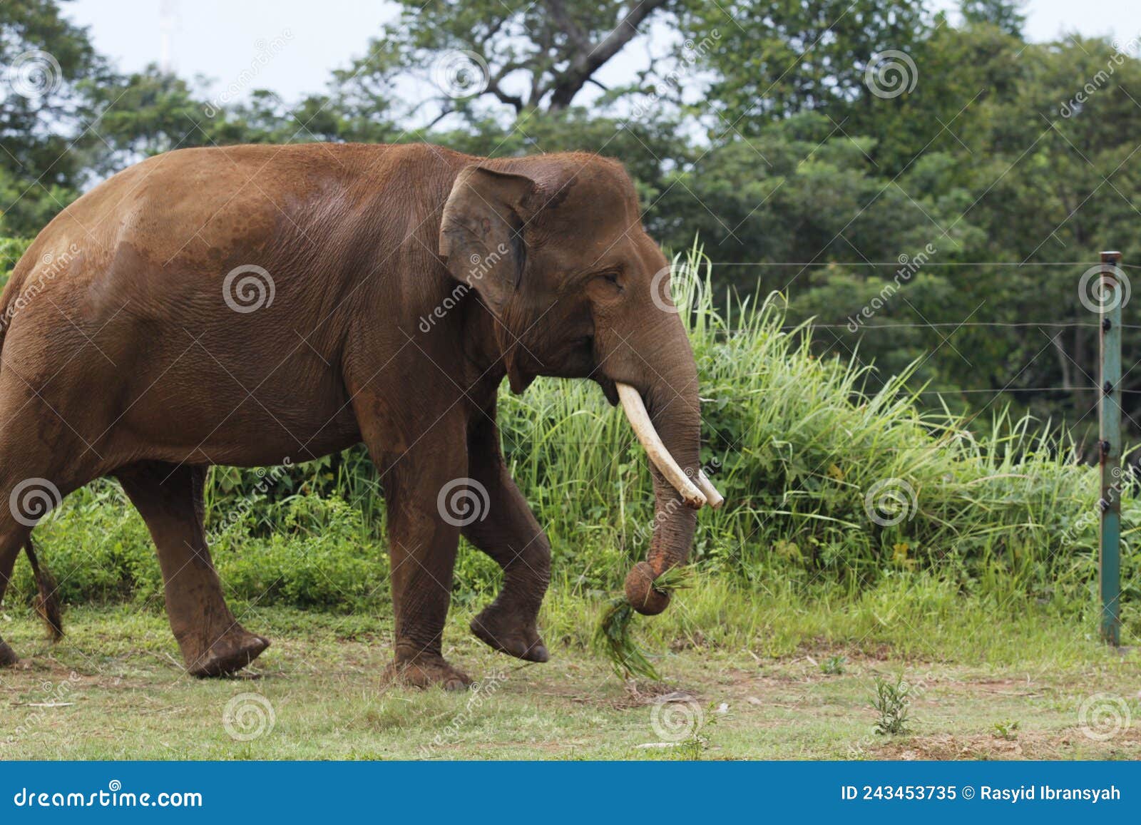 Gajah Sumatera Stock Photos - Free & Royalty-Free Stock Photos from ...