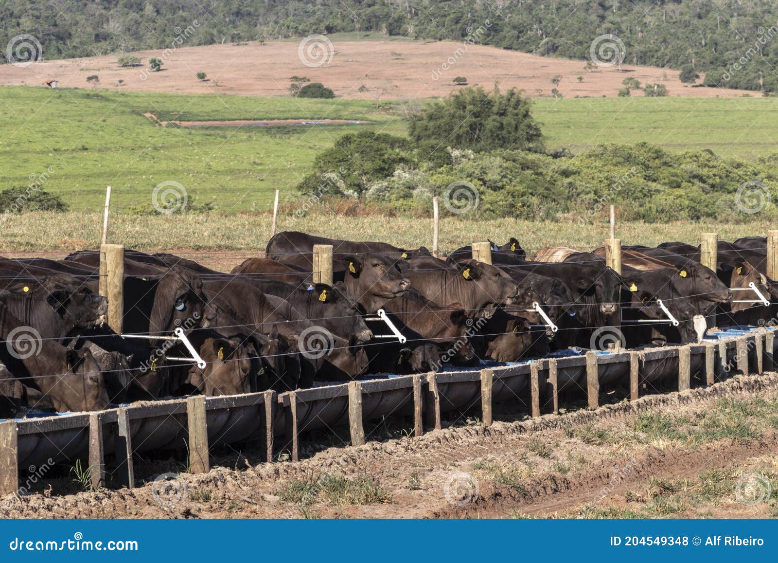 Gado angus em confinamento foto de stock. Imagem de brasileiro - 204549348
