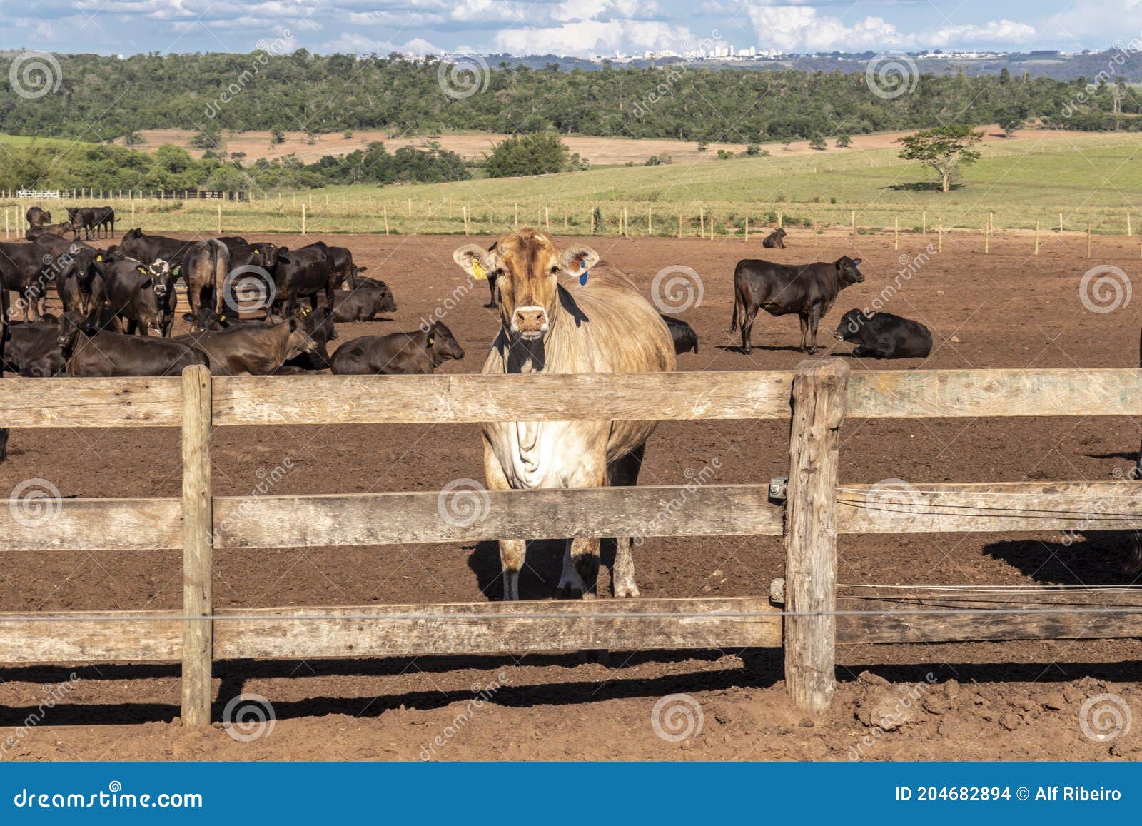 Gado angus em confinamento foto de stock. Imagem de brasileiro - 204682894