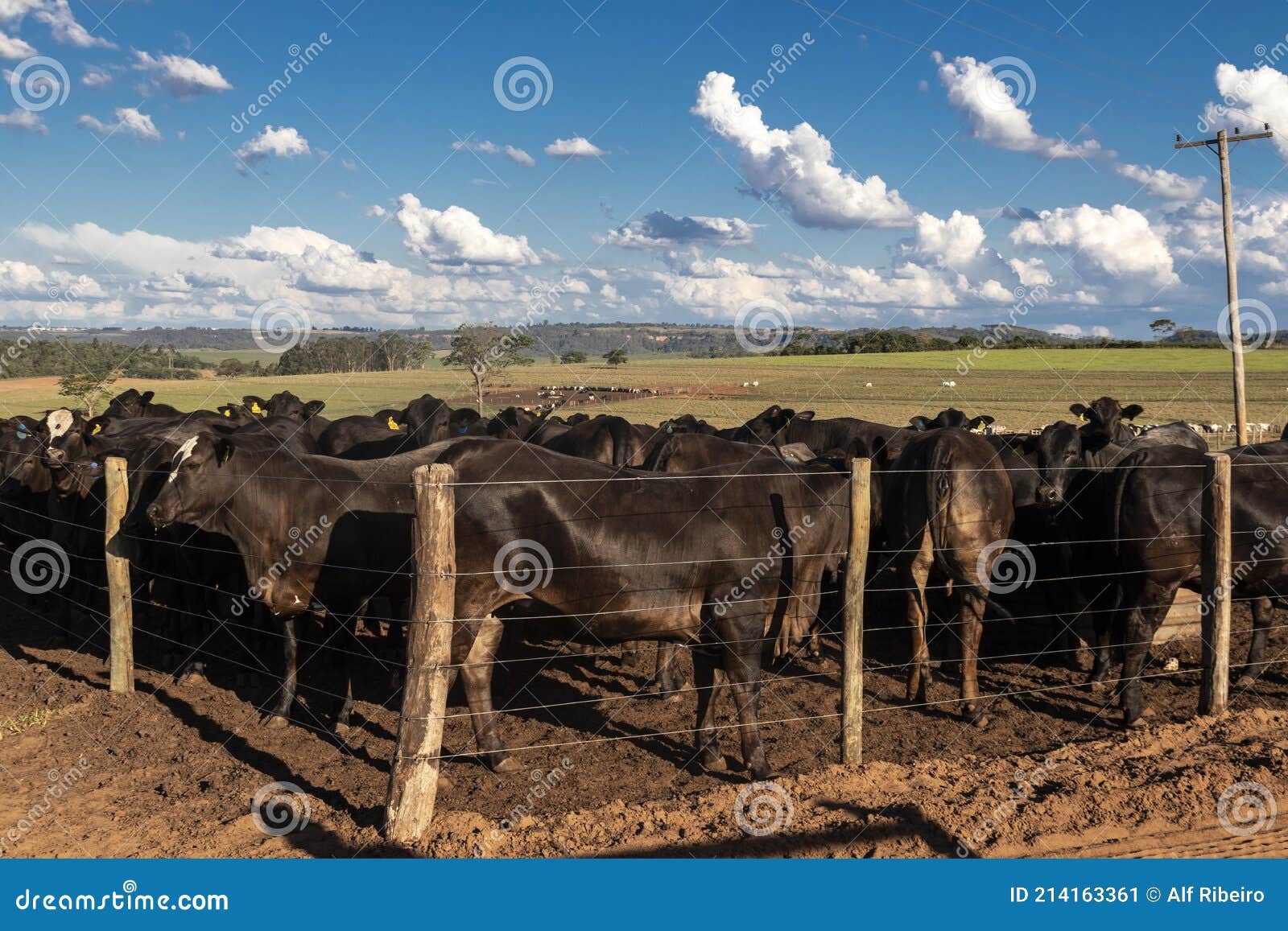 Gado angus em confinamento imagem de stock. Imagem de estrume - 214163361